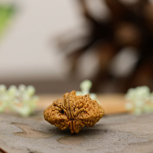 Unlocking the Power: 7 Incredible Benefits of Wearing a 2 Mukhi Rudrak ...